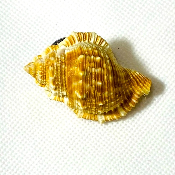 Kitchen | Vintage Conch Shell Magnet | Poshmark